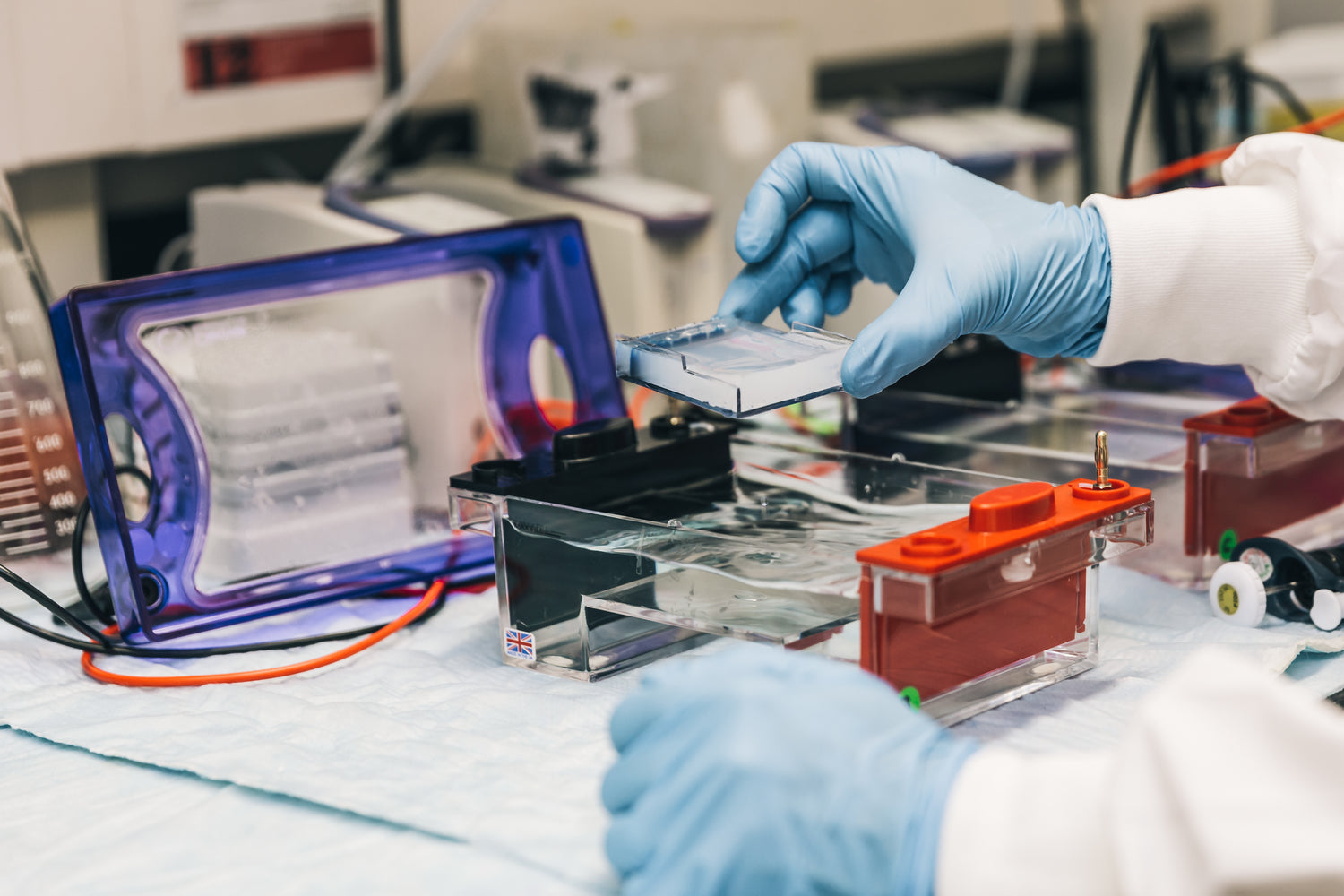 Fecal Microbiota Transplant – AnimalBiome Veterinary